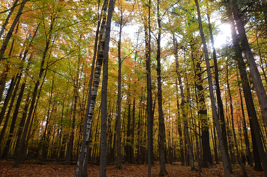 Call for expression of interest: Recommendations for deforestation-free ...
