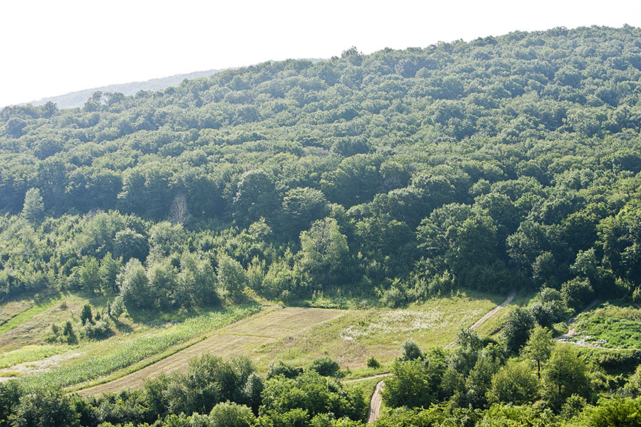 Identification of High Conservation Value Forests in the Republic of ...