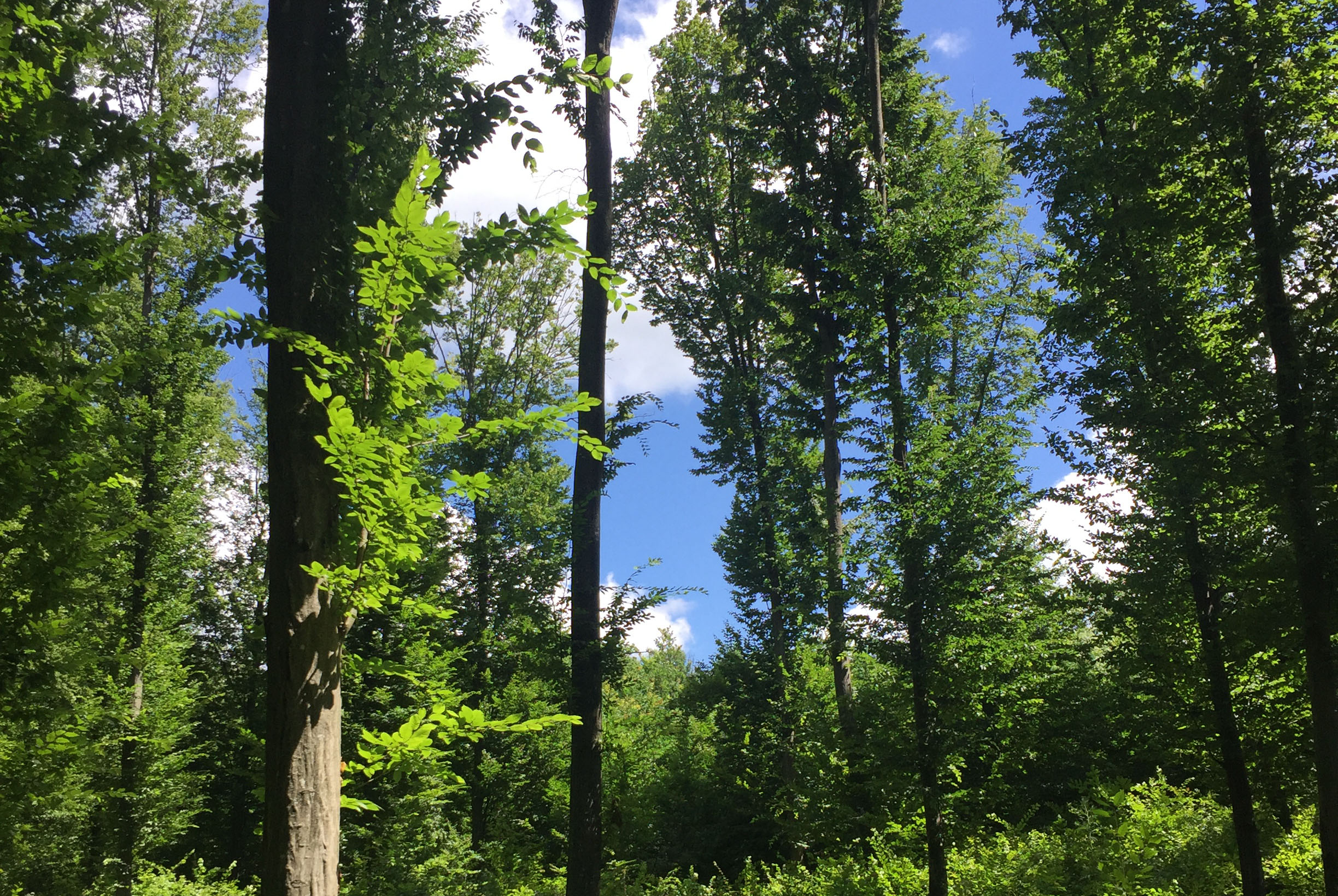 Identification of High Conservation Value Forests in the Republic of ...