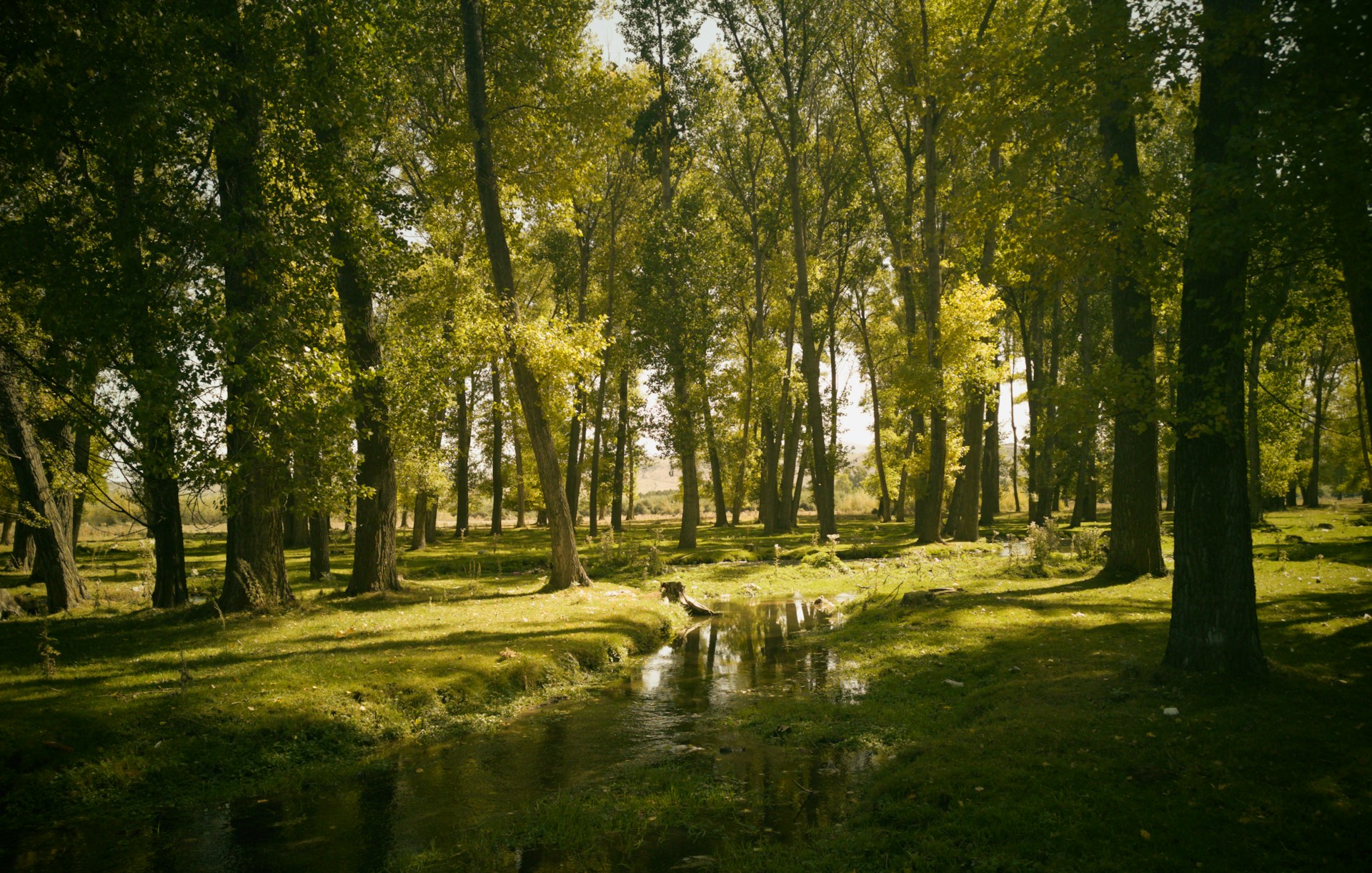 Safeguarding Forest Resources In Armenia Eu4environment